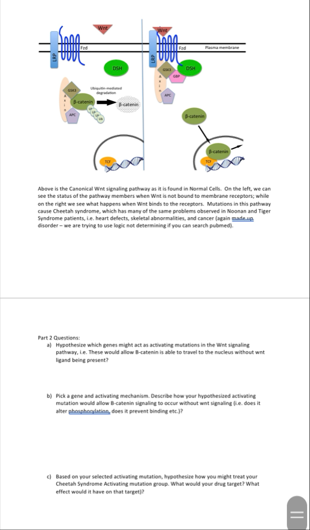 Solved Above is the Canonical Wnt signaling pathway as it is | Chegg.com