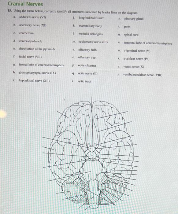 Solved 15. Using the terms below, correctly identify all | Chegg.com Solved 15. Using the terms below, correctly identify all | Chegg.com