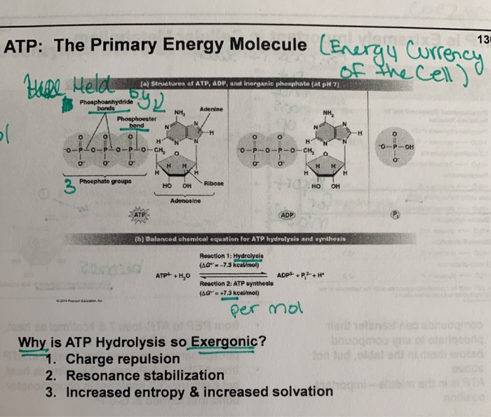 Solved Can you explain each point in further detail on why | Chegg.com