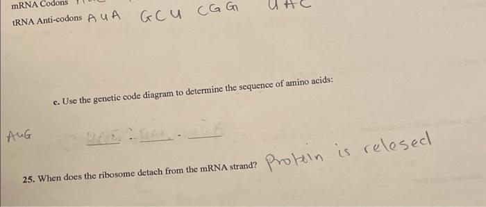 Solved Genetic Code Diagram: Glycine (Gly) Phenylalanine | Chegg.com