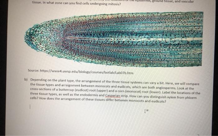 a) Below is an image of a root in longitudinal | Chegg.com