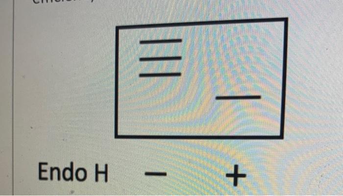 Solved The gel shown below shows a protein before and after | Chegg.com