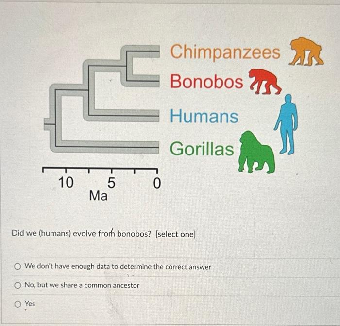 Solved Did we (humans) evolve from bonobos? [select one] We | Chegg.com