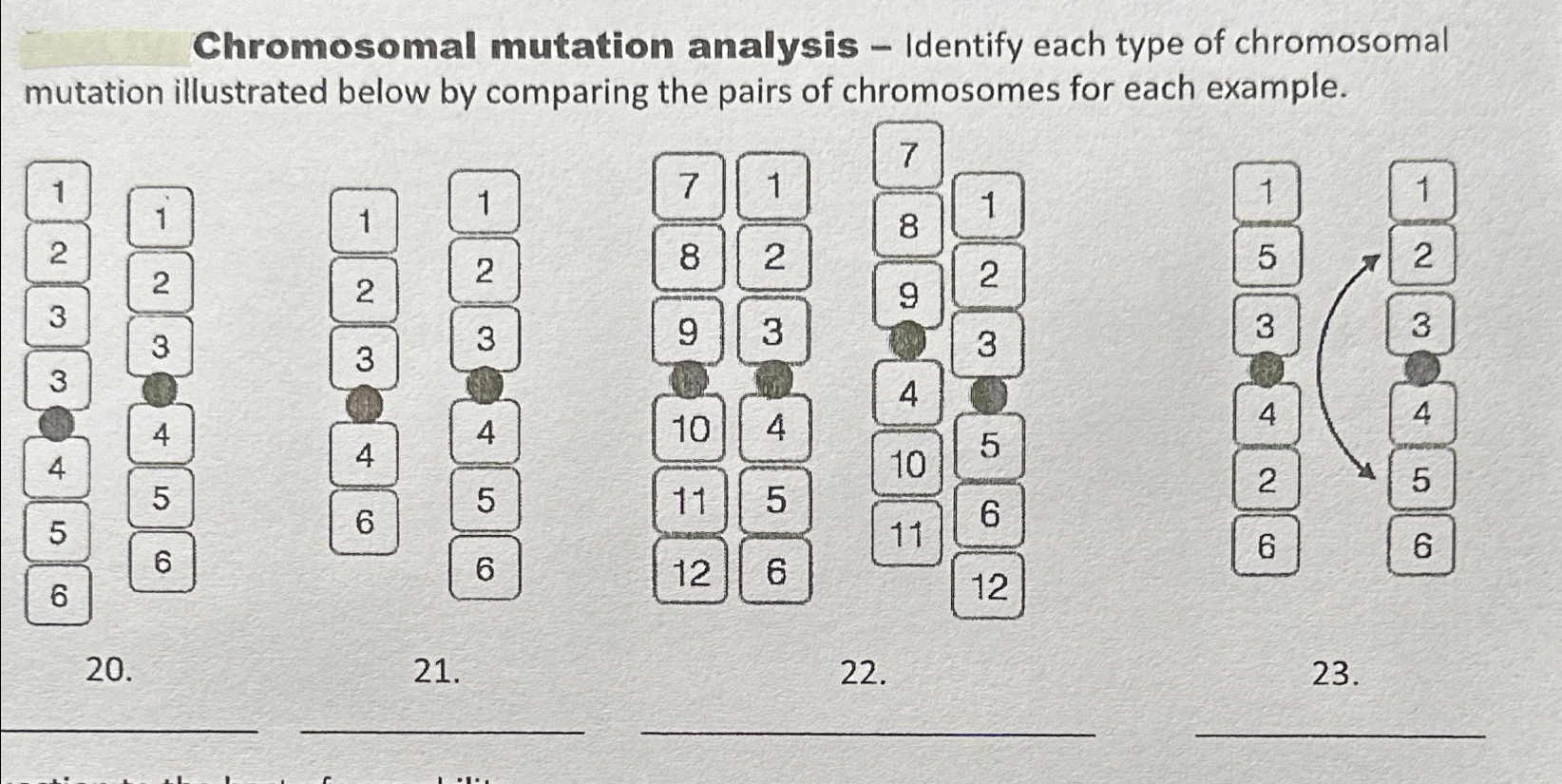Chromosomal mutation analysis - ﻿Identify each type | Chegg.com