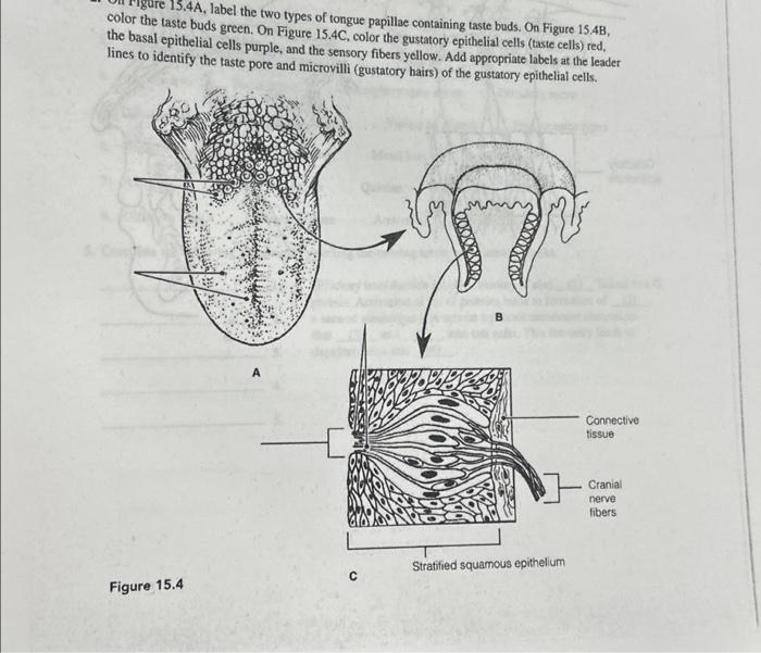 Solved 15.4A, label the two types of tongue papillae | Chegg.com