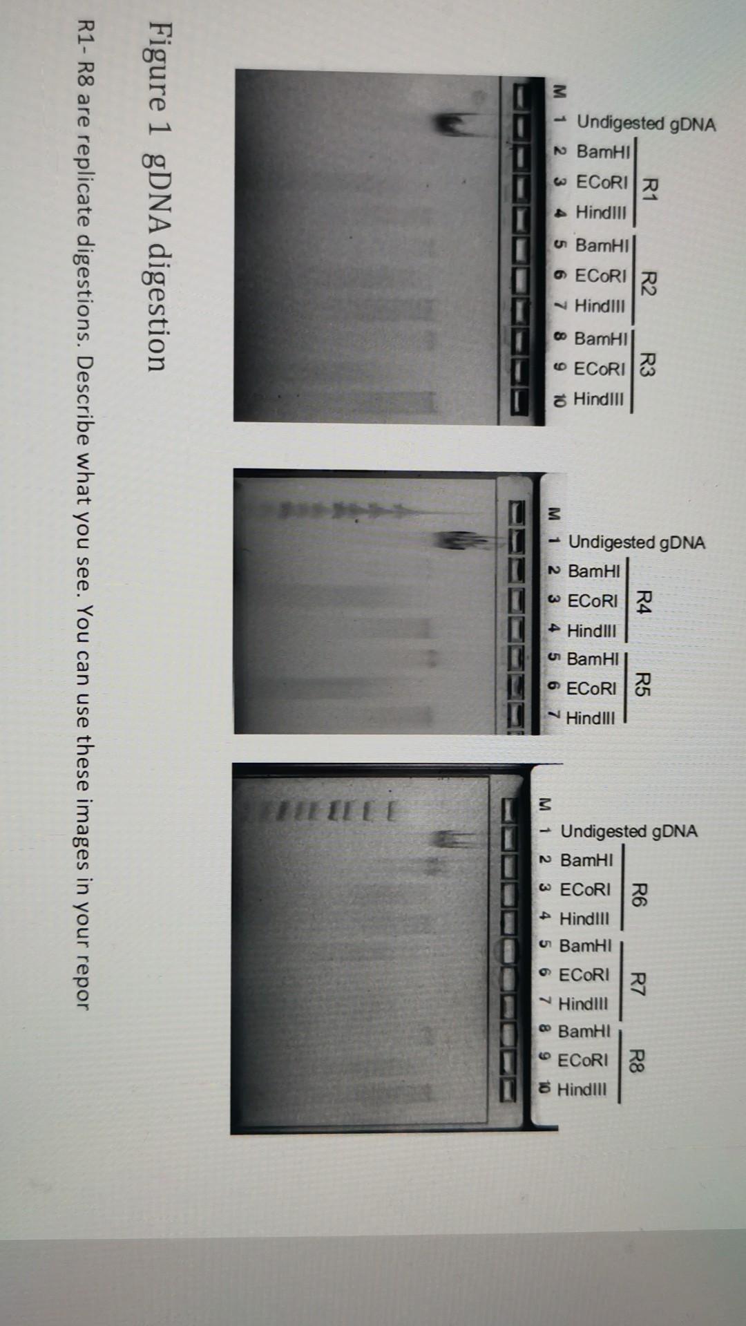 M 1 1 Figure 1 gDNA digestion Undigested DNA N BamHI | Chegg.com