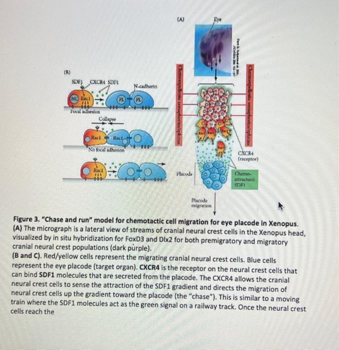 Solved Figure 2: Model of collective migration of neural | Chegg.com