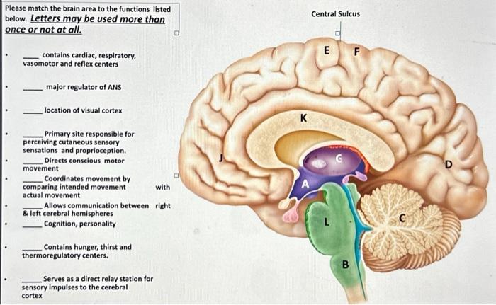 Solved Match the brain area to the function listed below | Chegg.com