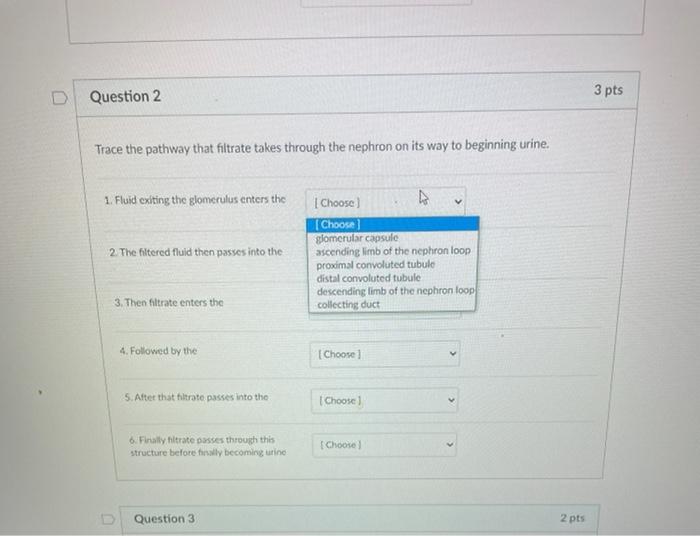 Solved Question 2 3 pts Trace the pathway that filtrate | Chegg.com