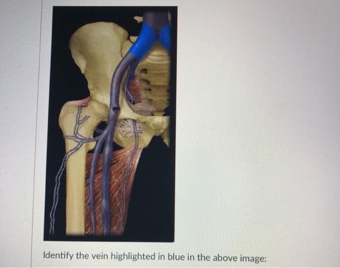 Solved Identify the vein highlighted in blue in the above | Chegg.com