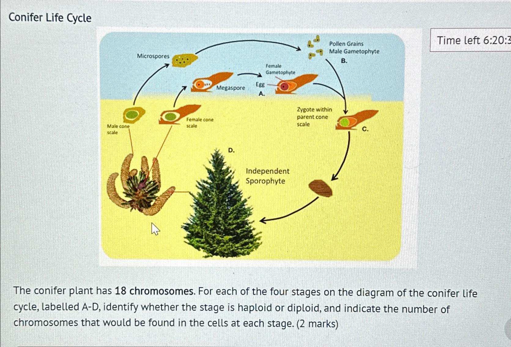 Solved Conifer Life CycleTime left 6:20:3The conifer plant | Chegg.com