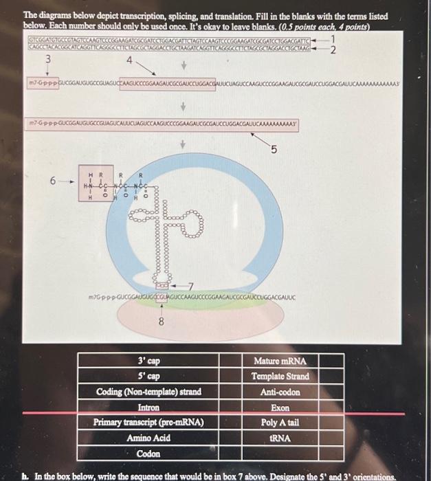 Solved The diagrams below depict transcription, splicing, | Chegg.com