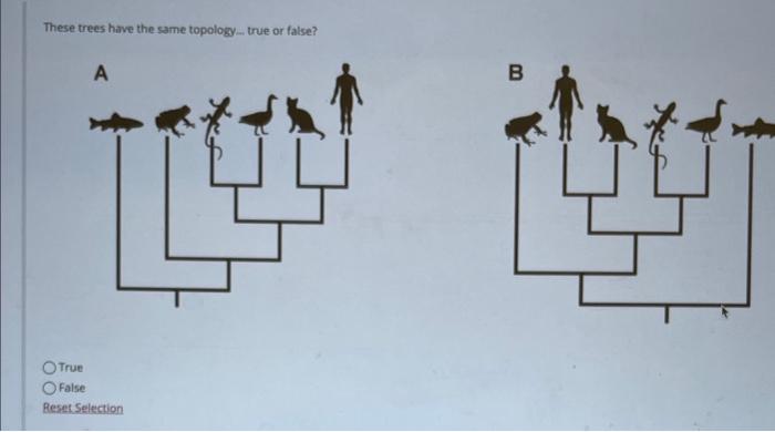 Solved These trees have the same topology _ true or false? | Chegg.com