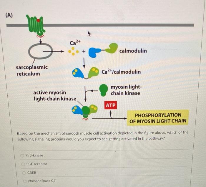 Solved (A) 2001 Ca2+ calmodulin sarcoplasmic reticulum | Chegg.com