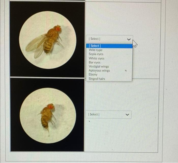 Solved Case Study: Sac State has a fruit fly colony on | Chegg.com