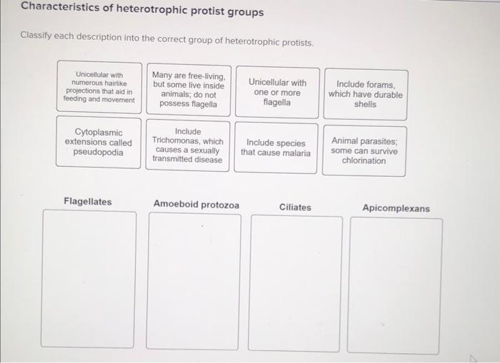 Solved Characteristics of heterotrophic protist groups | Chegg.com