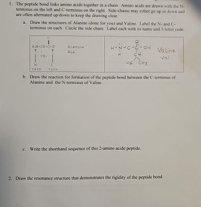 Solved The peptide bond links amino acids together in a | Chegg.com
