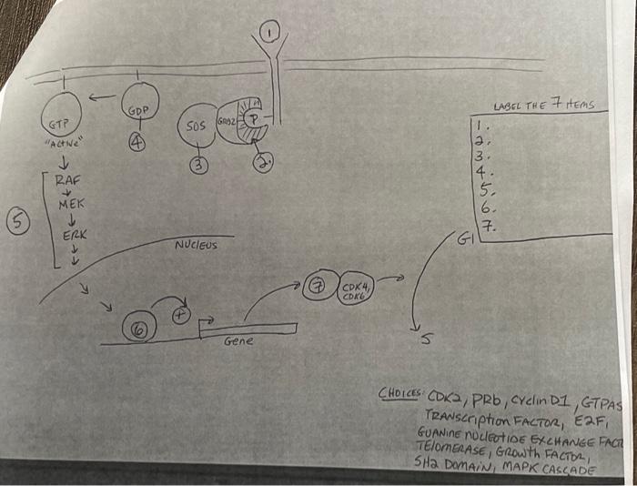 CHoices CDK2, PRb, cyClin D1, GTPAS TRANSCTIPTION | Chegg.com