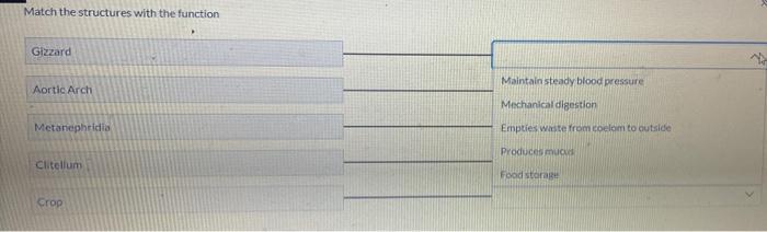 Solved Match the structures with the function Gizzard | Chegg.com