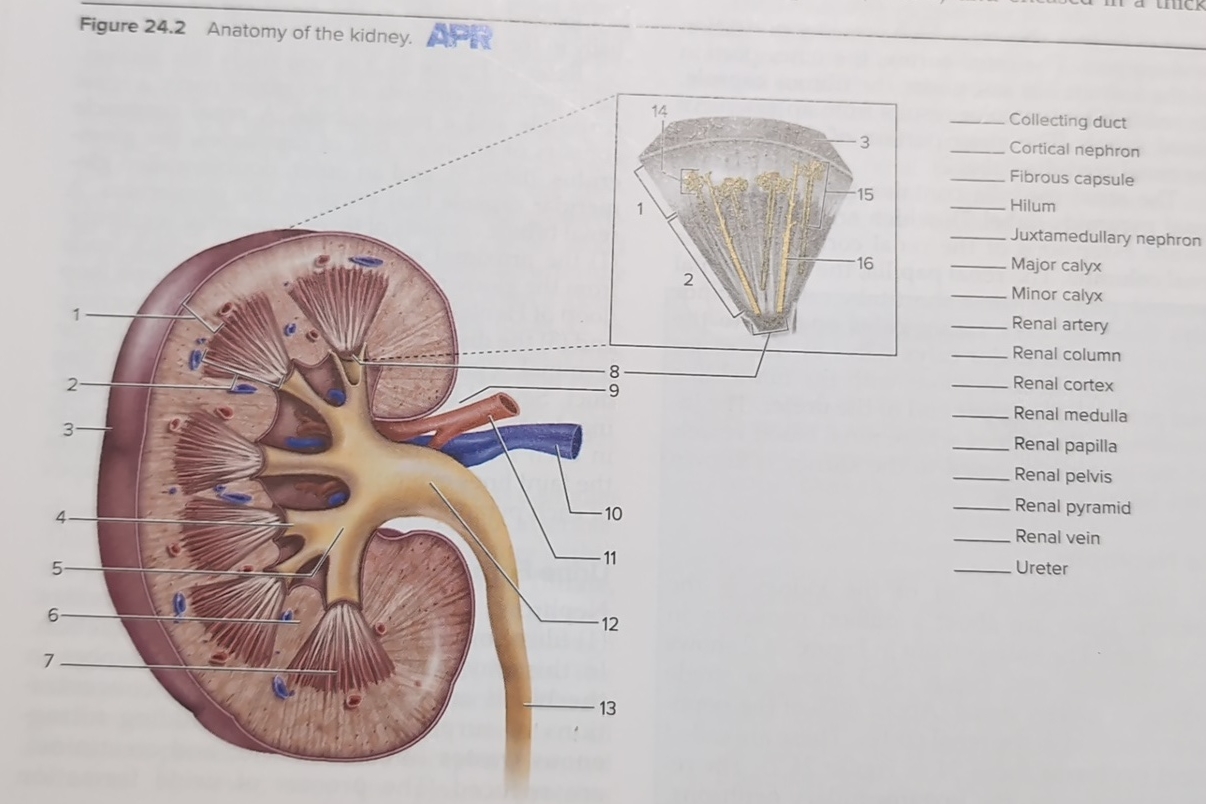Solved anatomy of kidneyFigure 24.2 ﻿Anatomy of the kidney. | Chegg.com