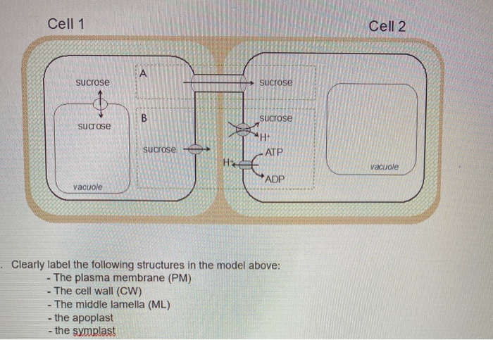 Solved Cell 1 Cell 2 А Sucrose Sucrose B sucrose Sucrose | Chegg.com