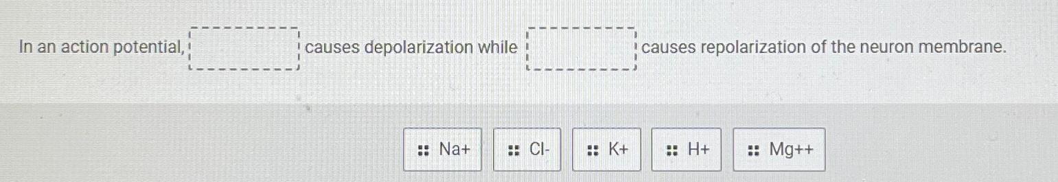 Solved In an action potential, causes depolarization while | Chegg.com