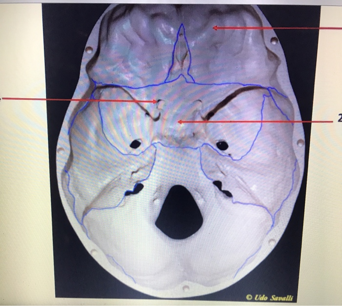 Udo Savalli | Chegg.com