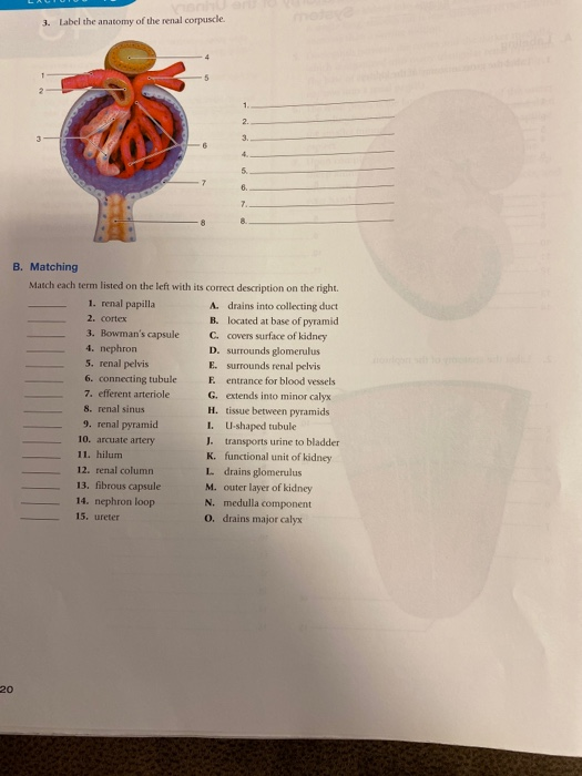Solved 3. Label the anatomy of the renal corpuscle B. | Chegg.com
