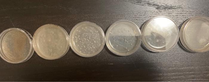 mL CFU original = volume of culture plate (mL)CFU | Chegg.com