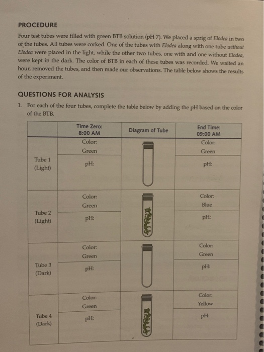 Solved PROCEDURE Four test tubes were filled with green BTB | Chegg.com