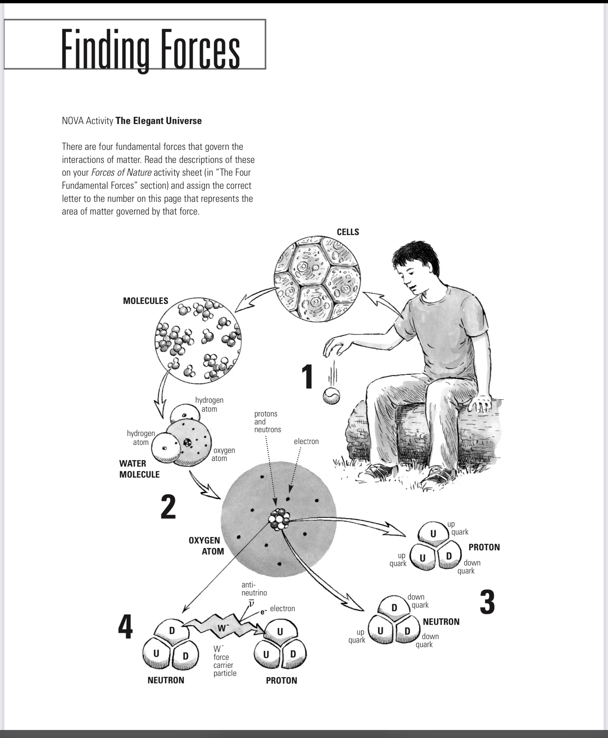 Finding Forces NOVA Activity The Elegant Universe | Chegg.com