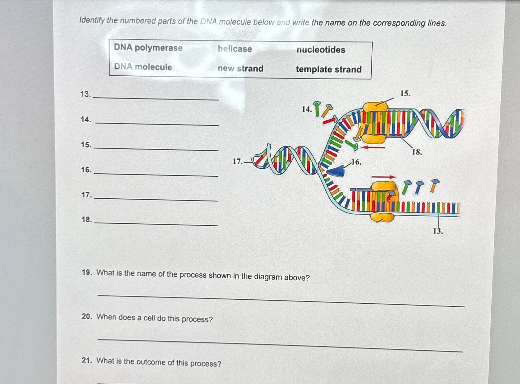 Solved Identify the numbered parts of the DNA molecule below | Chegg.com Solved Identify the numbered parts of the DNA molecule below | Chegg.com