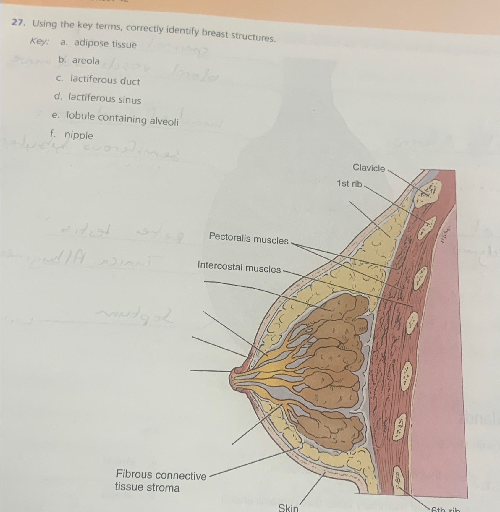 Solved Using the key terms, correctly identify breast | Chegg.com