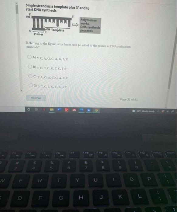 Solved Single strand as a template plus 3' end to start DNA | Chegg.com