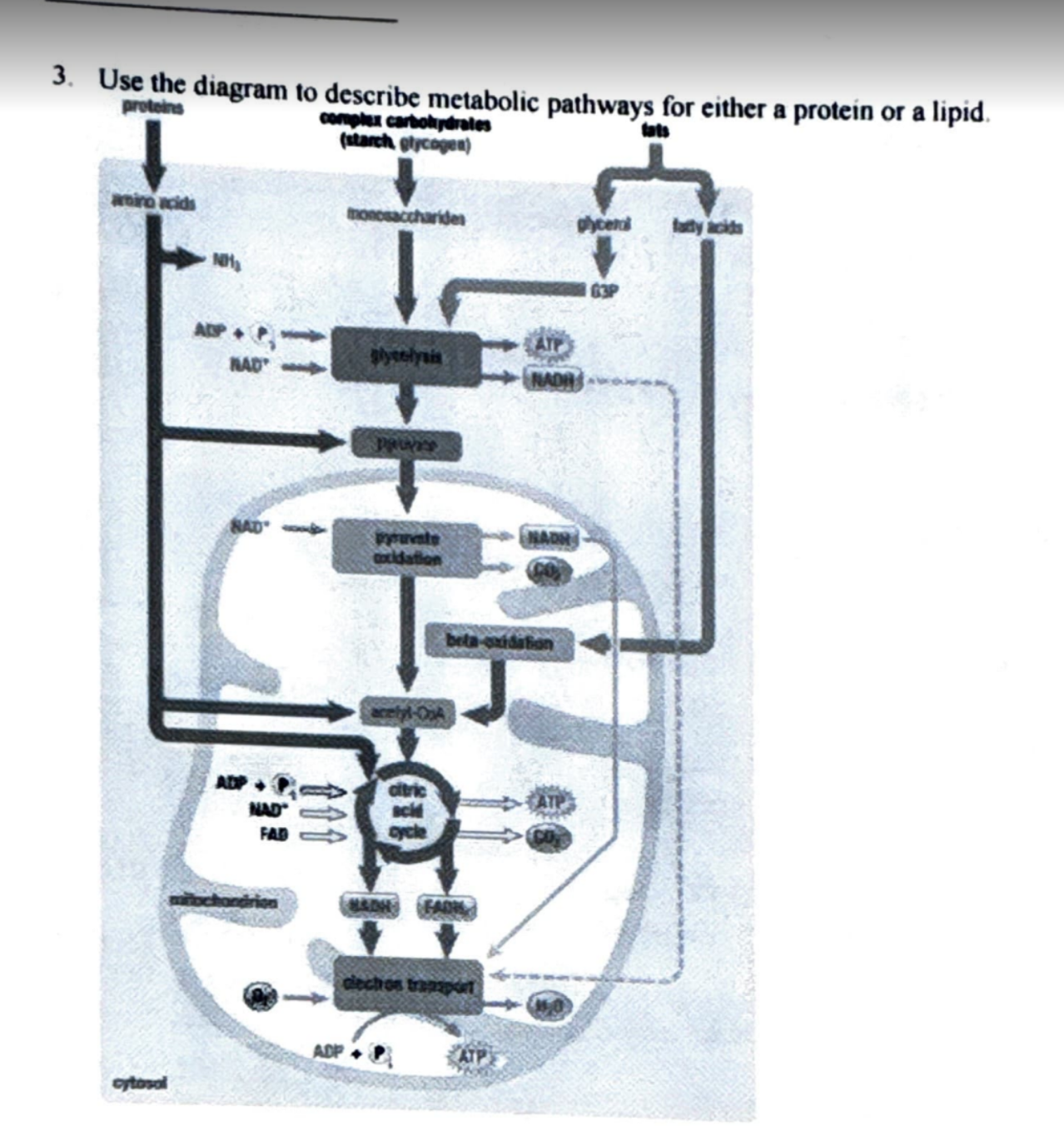 Solved use this diagram to describe the metabolic pathways | Chegg.com