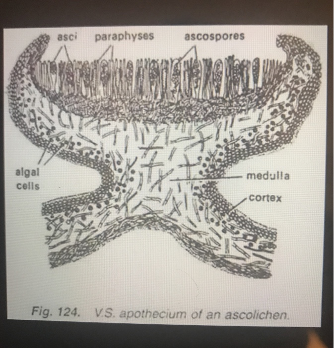 Solved what is the difference between foliose physia and | Chegg.com