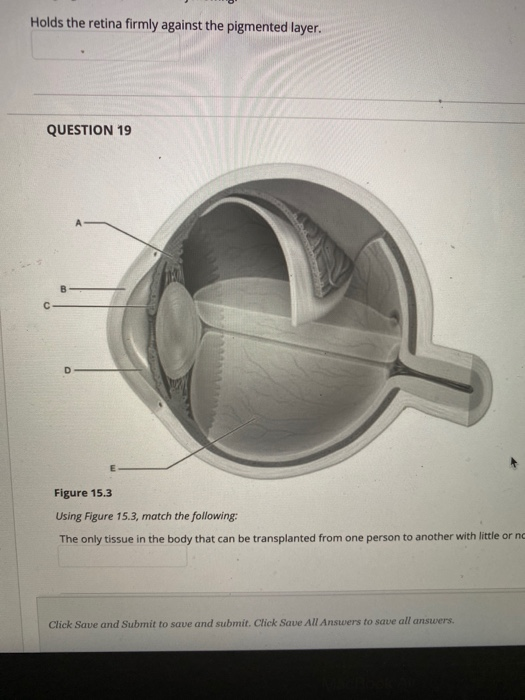 Solved Holds the retina firmly against the pigmented layer. | Chegg.com