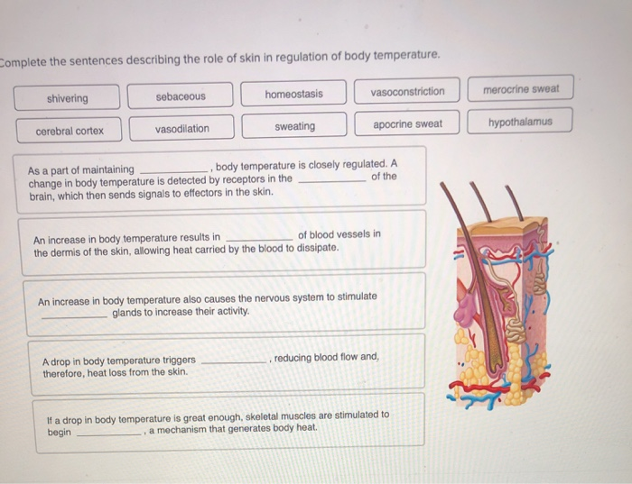 Solved complete the sentences describing the role of skin in | Chegg.com