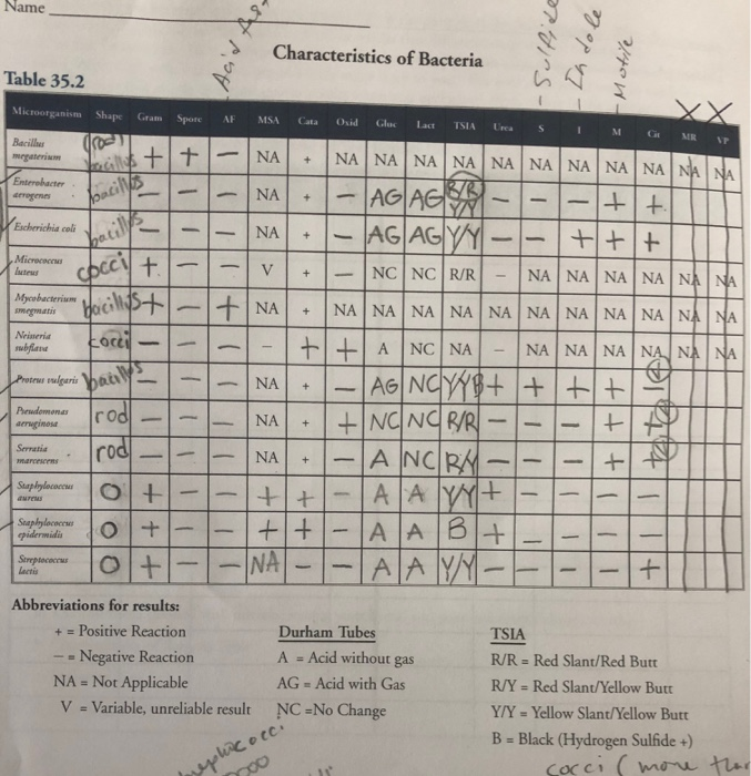 Solved GRAM STAIN COCCUS bacillus coccus bac Progrey no | Chegg.com