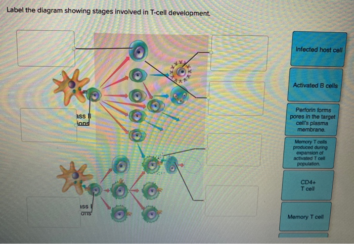 Solved Label the diagram showing stages involved in T-cell | Chegg.com