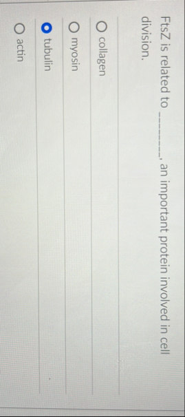 Solved FtsZ is related to ﻿an important protein involved | Chegg.com