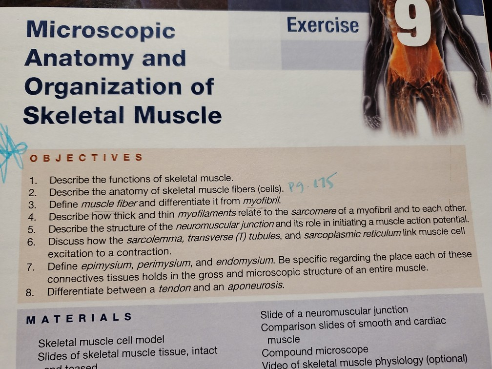 Solved Exercise Microscopic Anatomy And Organization Of Chegg solved-exercise-microscopic-anatomy-and-organization-of-chegg
