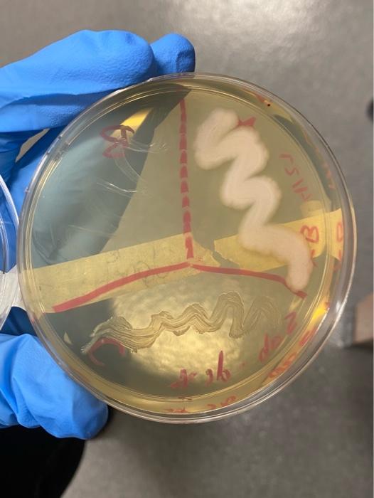 Sab-dex plate mo unknown A - lots or growth - rased - | Chegg.com