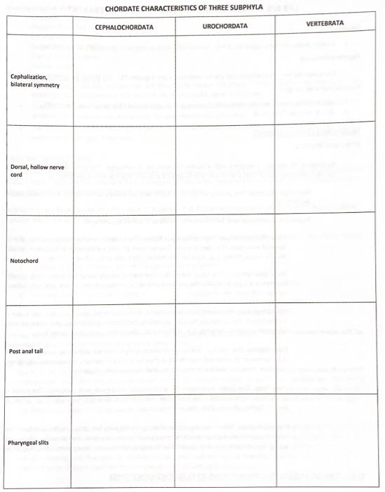 Solved CHORDATE CHARACTERISTICS OF THREE SUBPHYLA | Chegg.com
