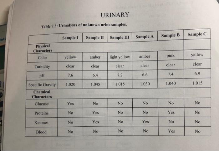 Solved Name: Lab 8: Urinary System DISCUSSION QUESTIONS 1. | Chegg.com