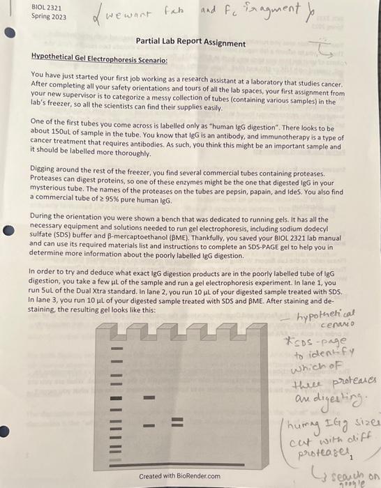 Solved Partial Lab Report Assignment Hypothetical Gel | Chegg.com