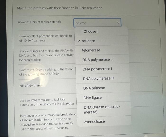 Solved Match the proteins with their function in DNA | Chegg.com