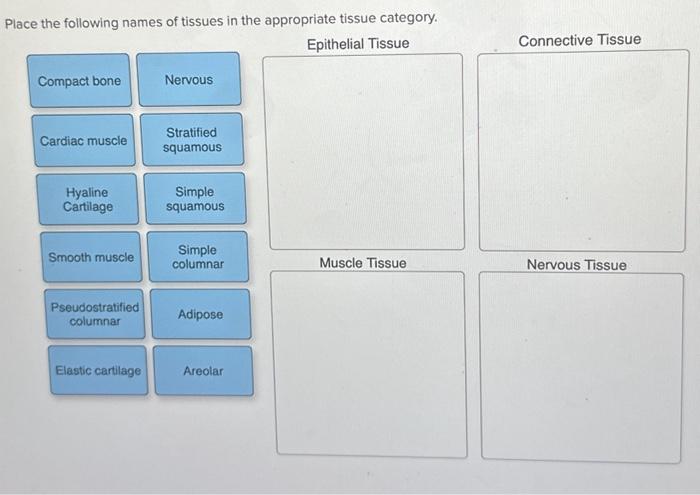 Solved Place the following names of tissues in the | Chegg.com