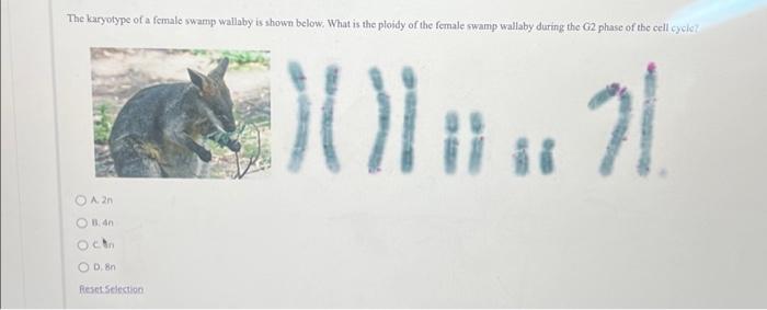 Solved The karyotype of a female swamp wallaby is shown | Chegg.com
