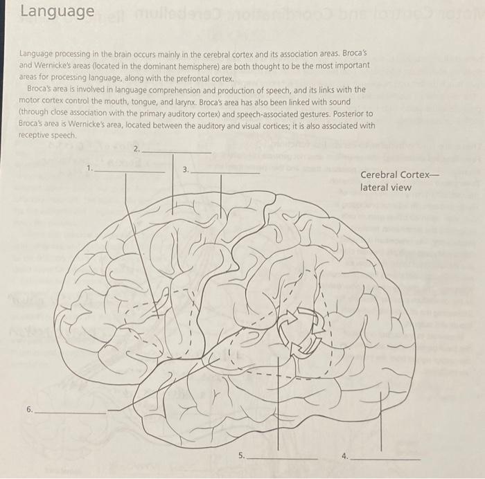 Solved Language processing in the brain occurs mainly in the | Chegg.com